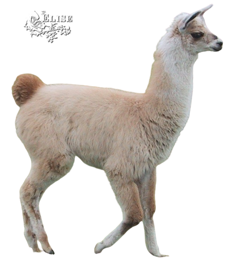 lamas lamas