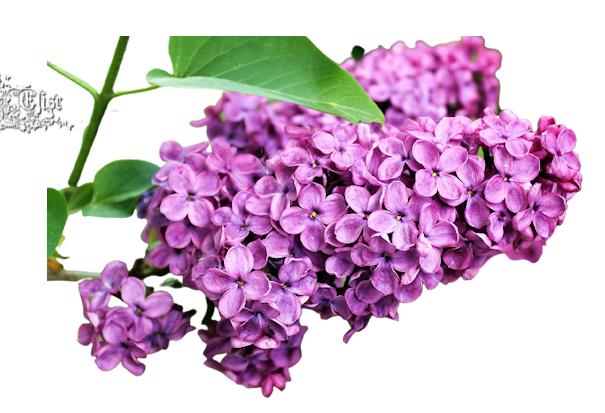 Tube Lilas