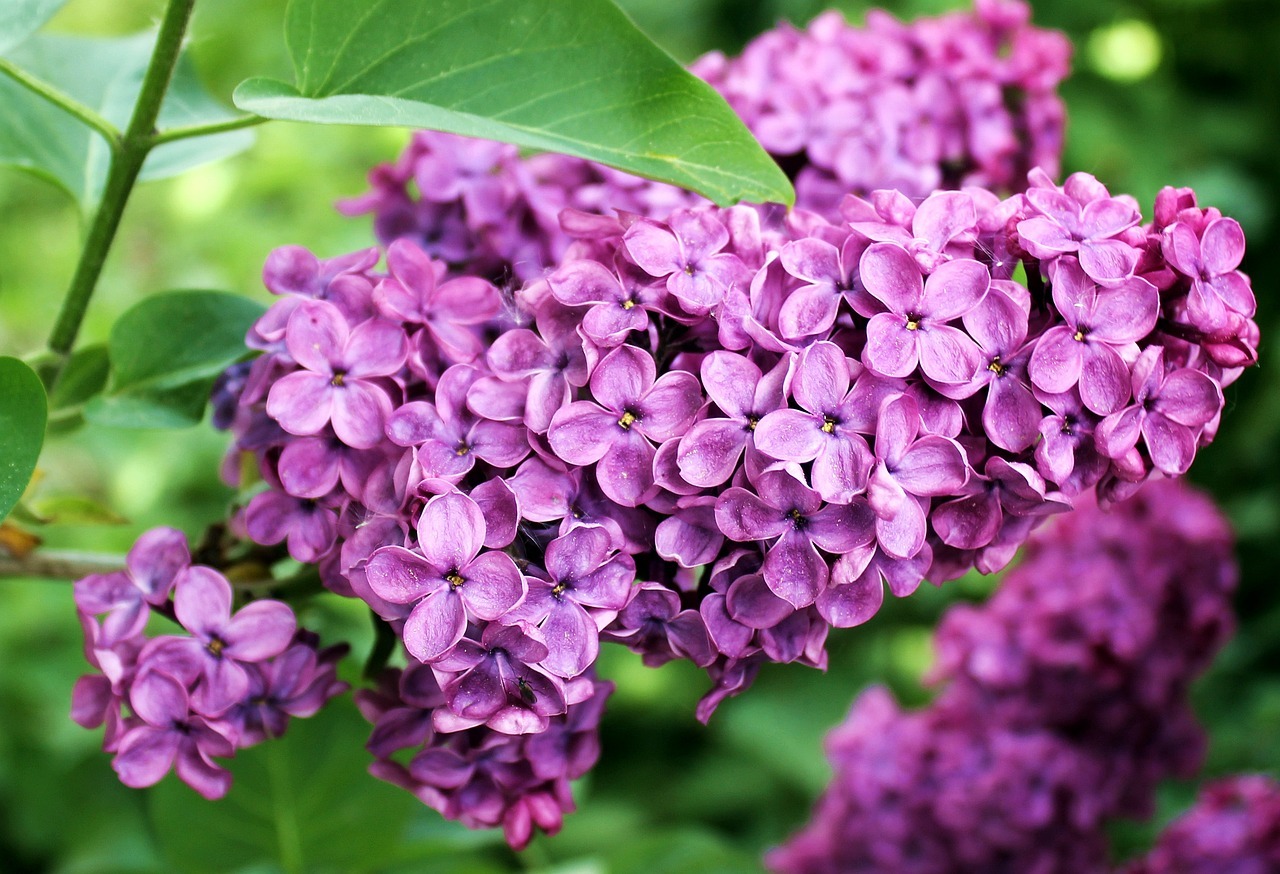 Tube Lilas